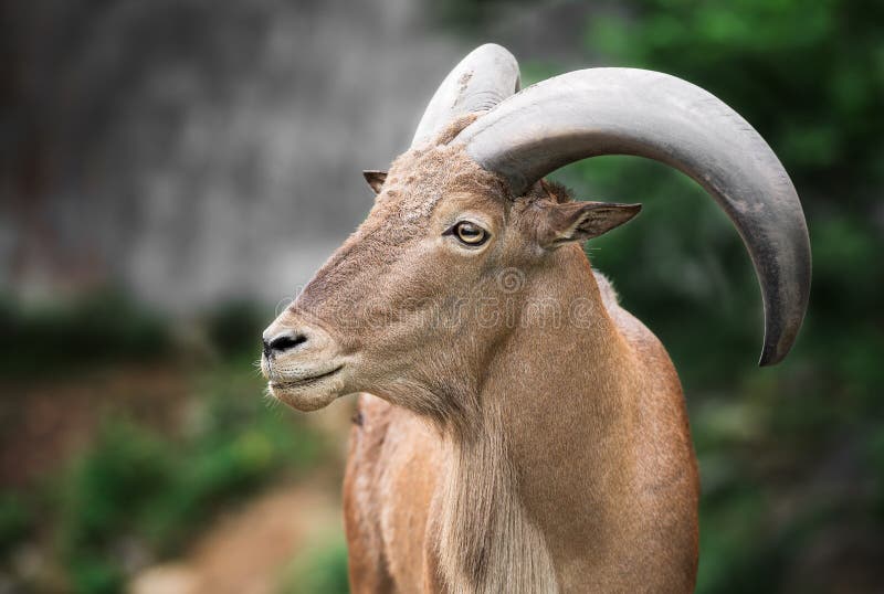 Carneiros de Barbary imagem de stock. Imagem de nave - 59737247