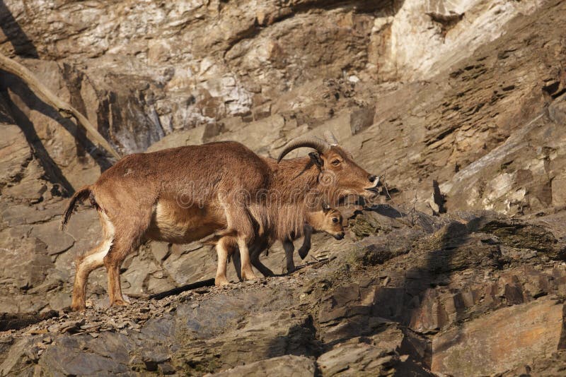 Ovelha-barbária Com Filhote Foto de Stock - Imagem de bebê, selvagem ...