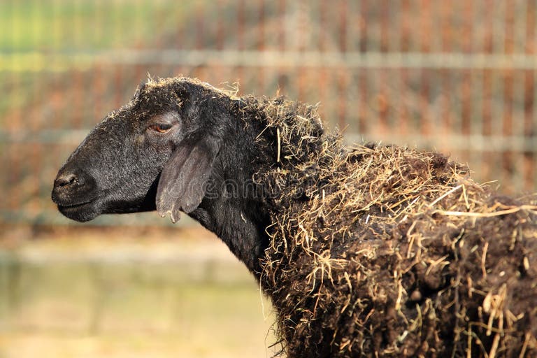 Carneiros de Gissar imagem de stock. Imagem de nave, animal - 24092437