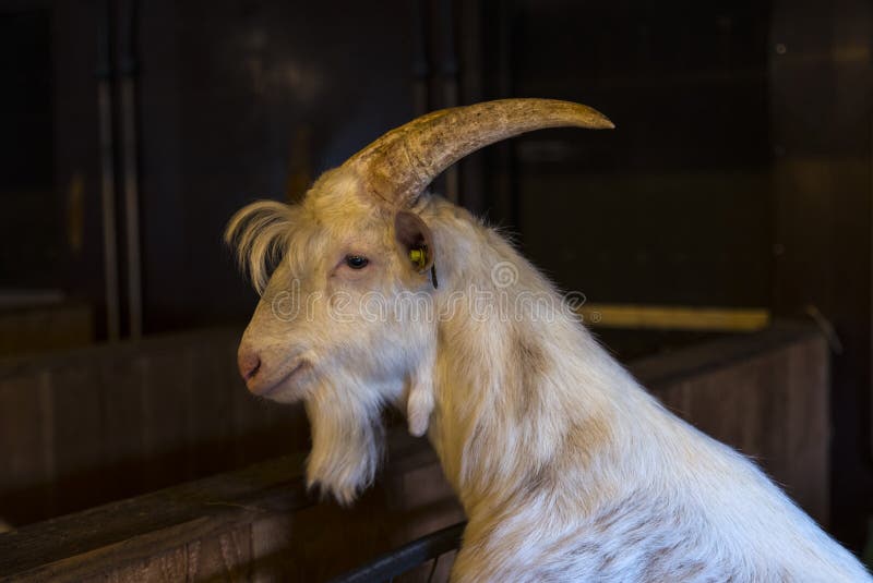 Carnero Macho Peludo Blanco Foto de archivo - Imagen de doméstico ...