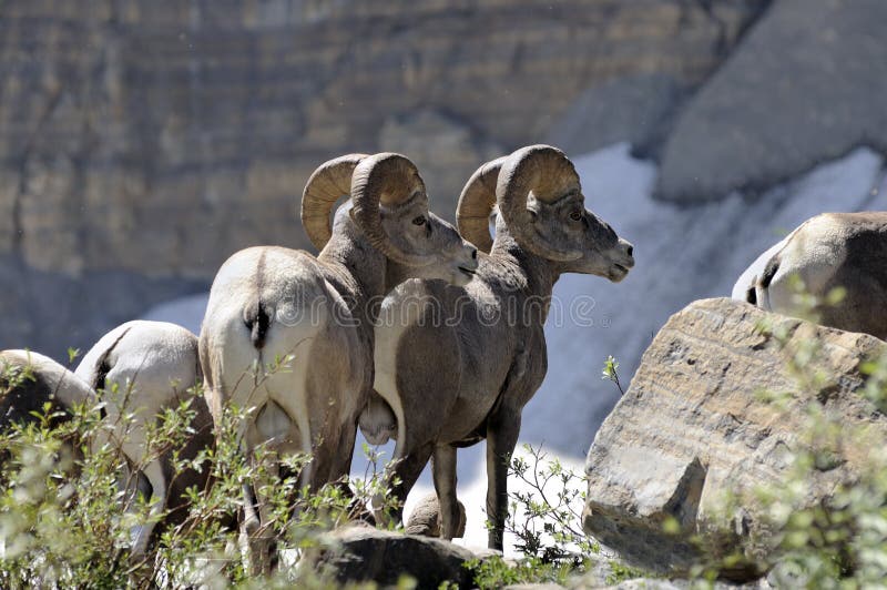 Carneros Fotos De Stock - Descarga 90 Fotos Libres de Derechos