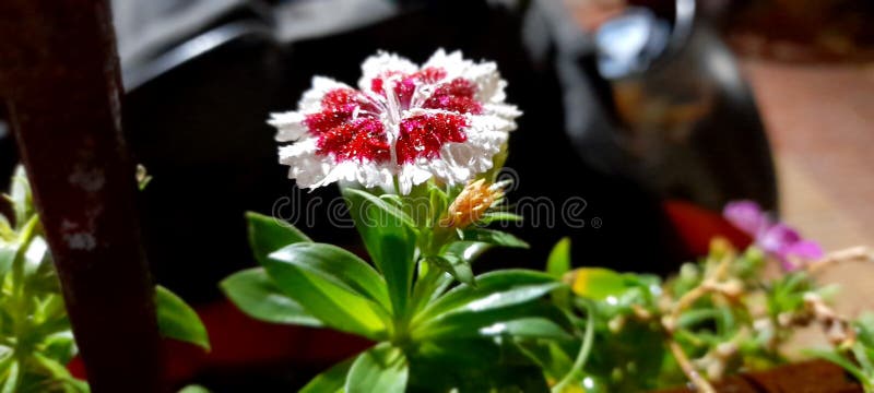 Carnes Flower Stock Photos - Free & Royalty-Free Stock Photos from ...
