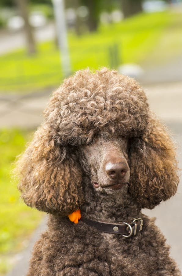 Portrait D'un Caniche Royal Brun Photo stock - Image du royal ...