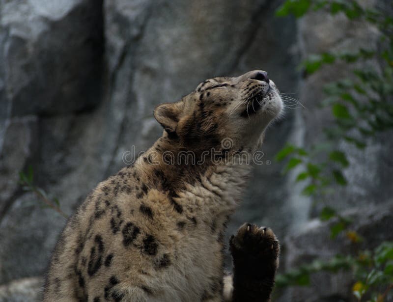 Carnivore in Zoo Leipzig Scratching Cheetah in Germany Stock Image ...