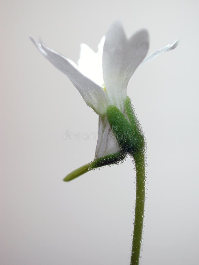 Carnivorous Flower Picture. Image: 623939