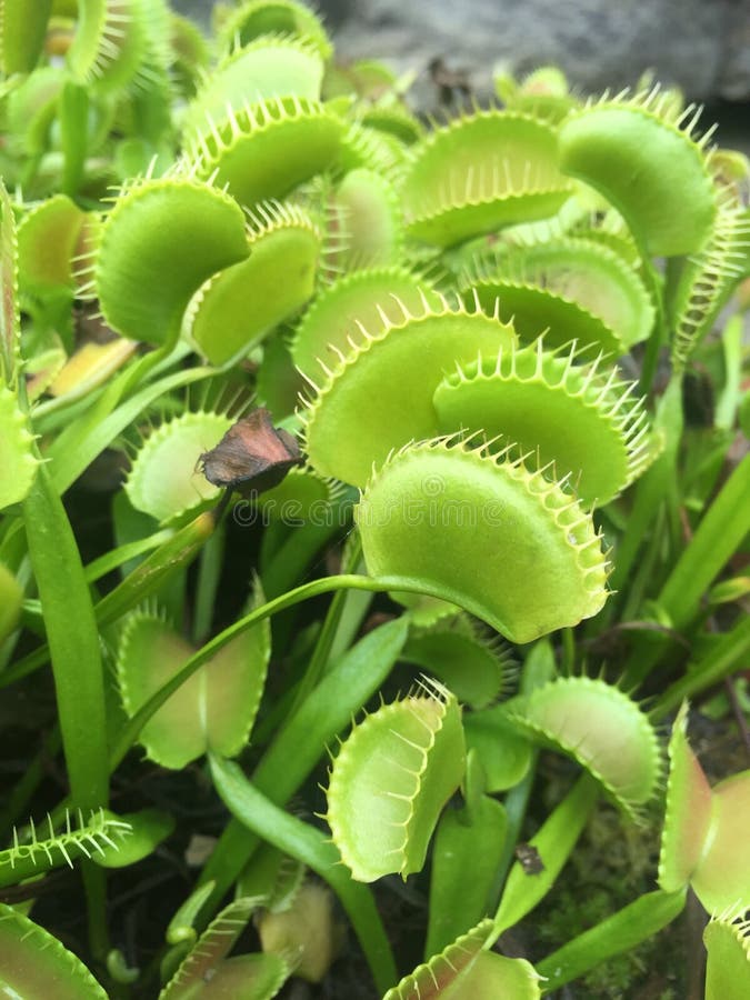 Venus flytrap plants stock photo. Image of exotic, leaf - 108419846