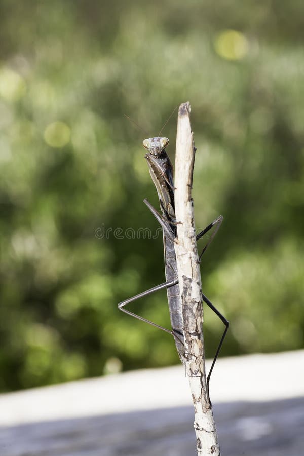 Carnivorous insect stock photo. Image of religiosa, predator - 19352564