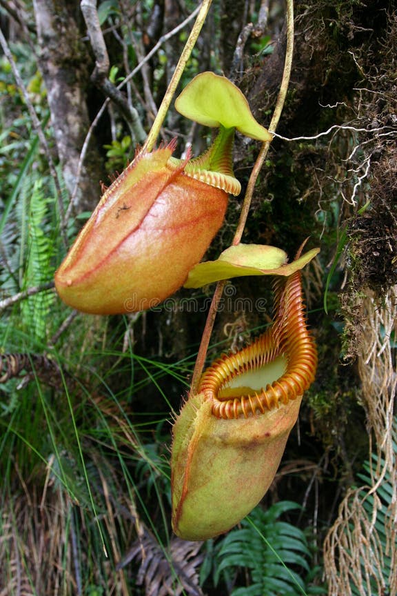 3,462 Extinct Plant Stock Photos - Free & Royalty-Free Stock Photos ...