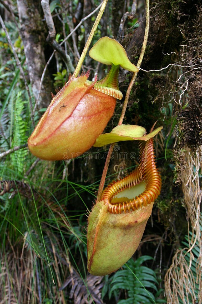 3,494 Extinct Plant Stock Photos - Free & Royalty-Free Stock Photos ...