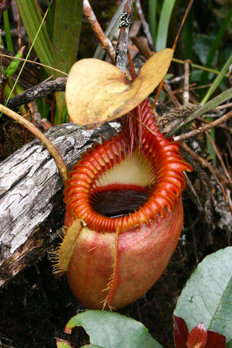 341 Nepenthes Alata Carnivorous Plant Stock Photos - Free & Royalty ...