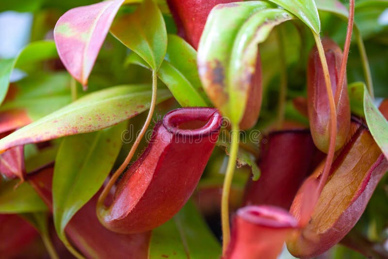 Carnivorous Plant Catching Insects in a Botanical Garden Stock Image ...