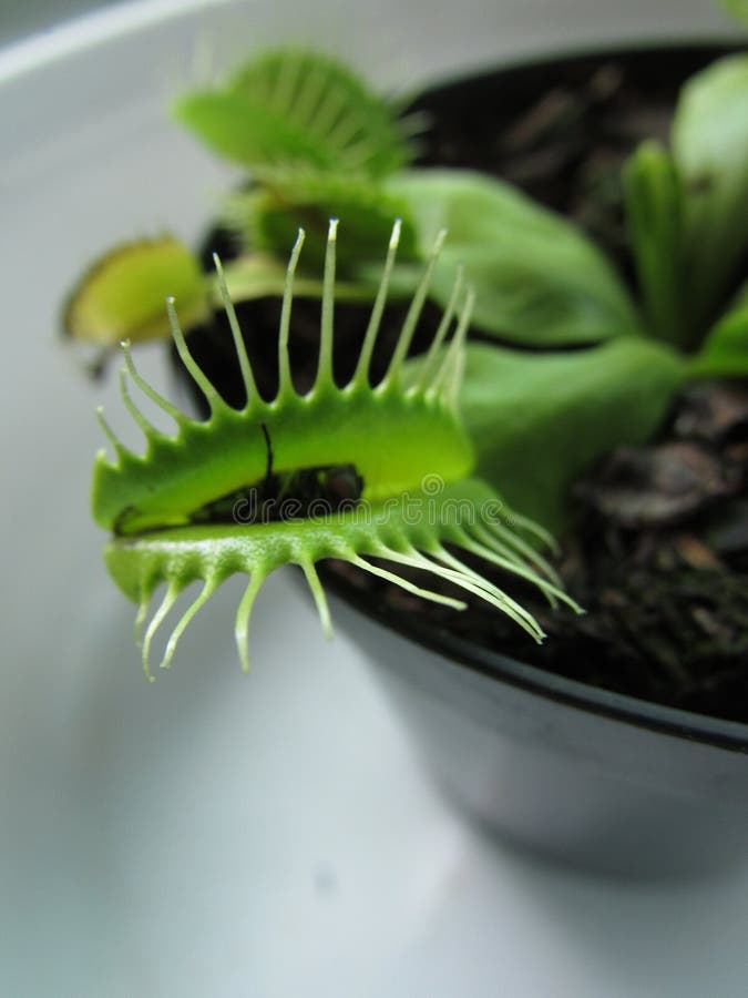 A Carnivorous Plant Feeding on a Small Fly Stock Image - Image of ...