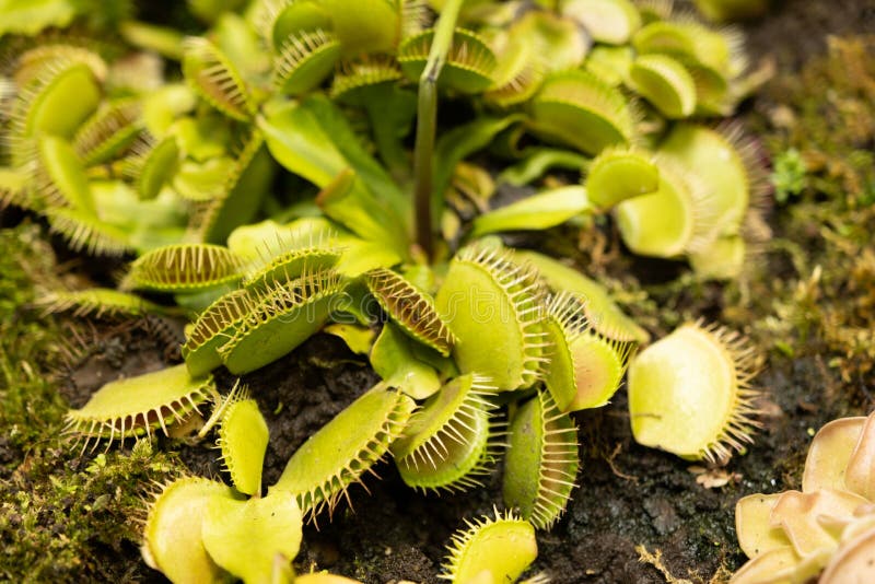 Carnivorous Plant Flycatcher. Plant in the Natural Environment. Stock ...