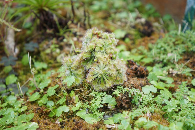 Sundew or Droseraâ€‹ Spatulata Labill is Carnivorous Plant, Insect ...