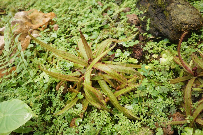 Droseraâ€‹ Capensis is Carnivorous Plant, Insect-catch Plant. Flypaper ...