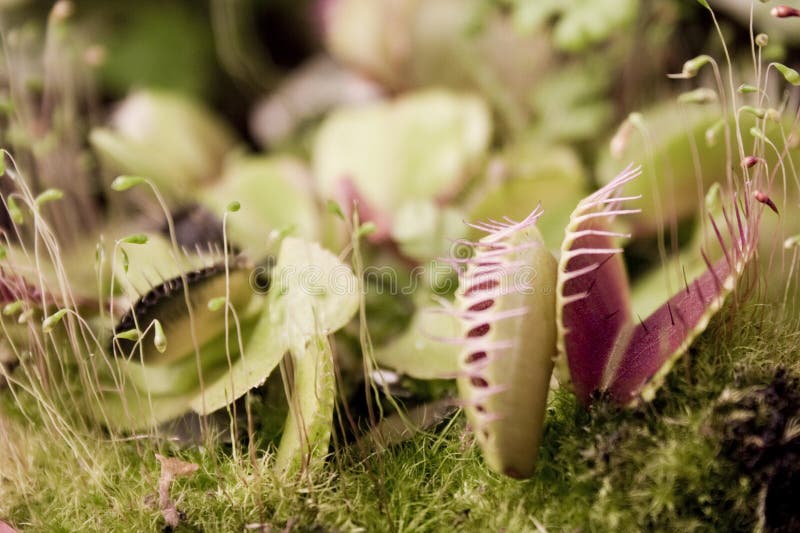 Carnivorous Plants Flycatcher Stock Image - Image of insect, catcher ...