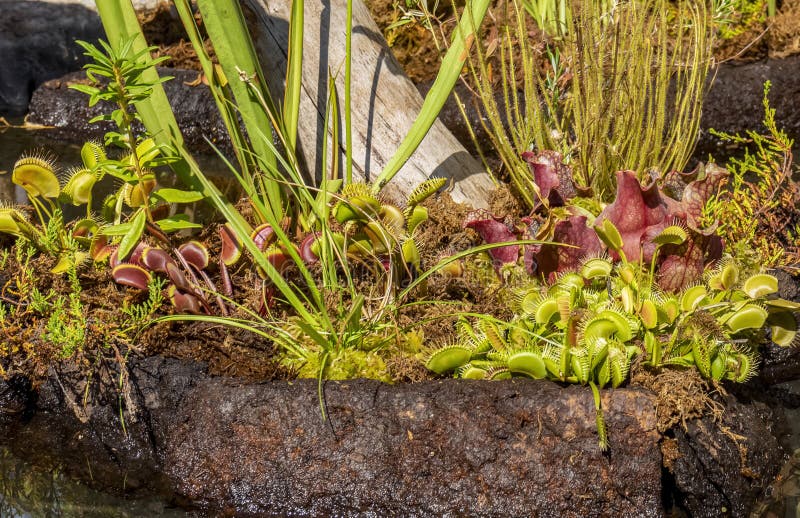 Carnivorous plants stock photo. Image of carnivorous - 256652366