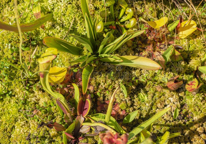 Carnivorous plants stock photo. Image of variation, flypaper - 256652424