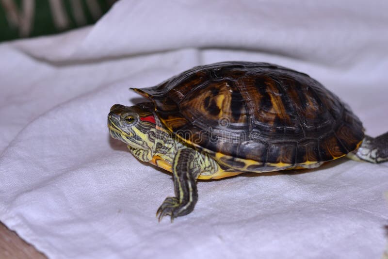 Carnivorous Red-eared Turtle - Human`s Pet Stock Photo - Image of fauna ...