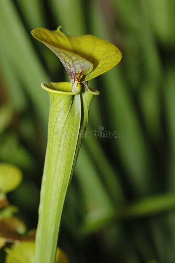 A Carnivorus Plant - Sarracenia Flava Cuprea Stock Photo - Image of ...