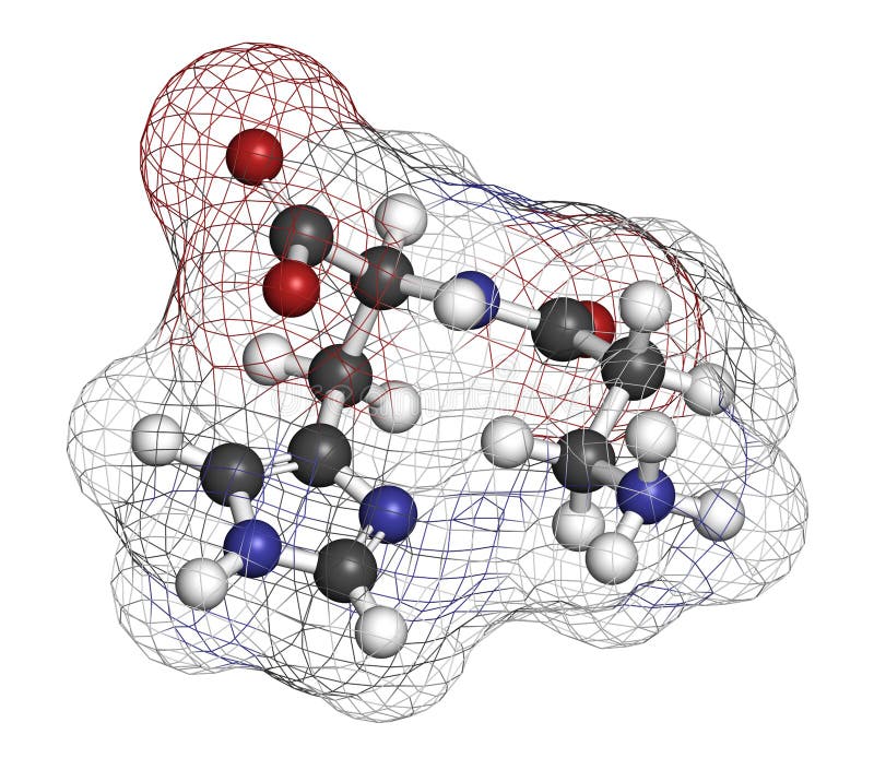 Carnosine Molecule. Has Antioxidant Properties; Commonly Used in Food ...