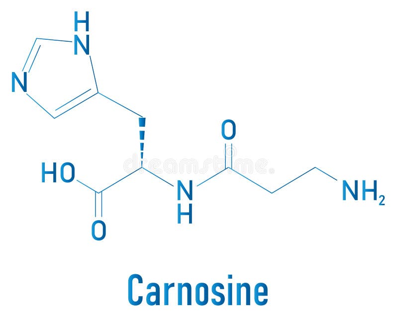 Carnosine or L-carnosine Food Supplement Molecule. Skeletal Formula ...