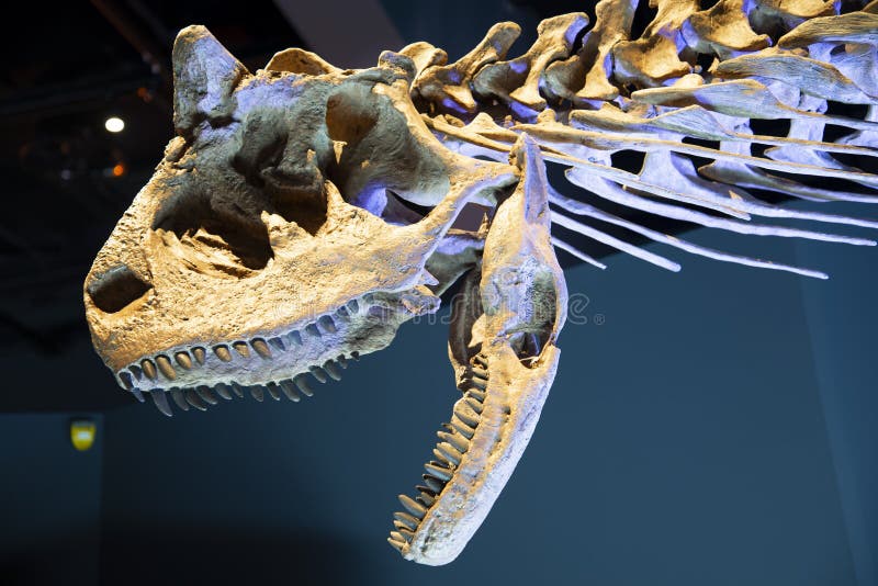 Carnotaurus Dinosaur Skeleton Editorial Stock Photo - Image of bardip ...