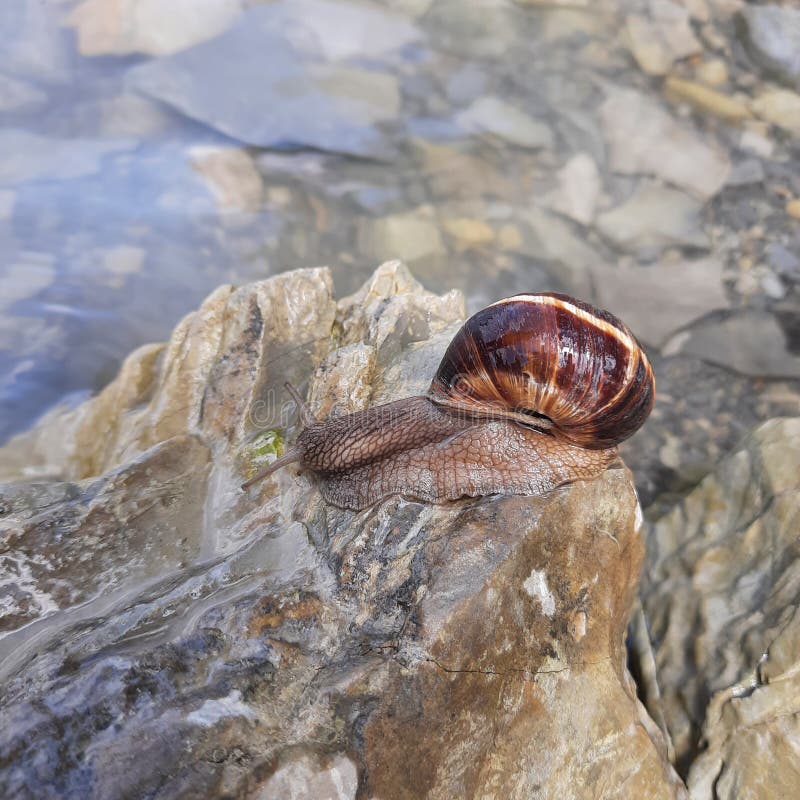 Caroço-caroço tipo inseto foto de stock. Imagem de inseto - 223712508
