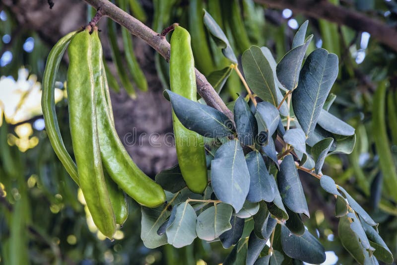 Carob Beans Growing in a Carob Tree Stock Image - Image of vegetable ...
