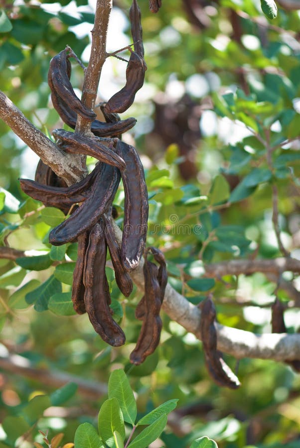 Carob stock image. Image of carob, horse, ancien, farm - 6346109