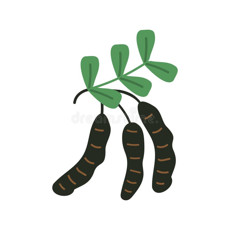 Carob isolated plant stock vector. Illustration of carob - 230541245