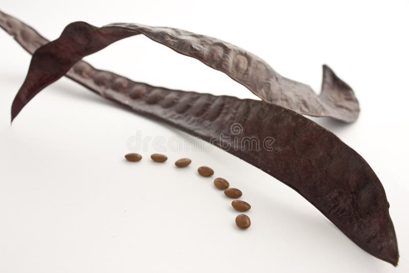 Carob pods stock photo. Image of chocolate, carat, beans - 14162328