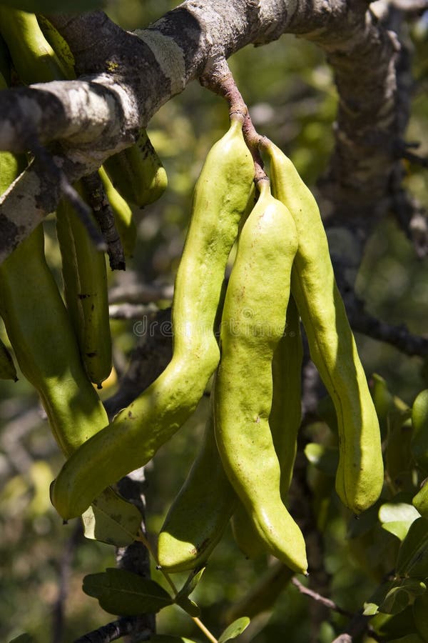 Carob pods stock photo. Image of sweet, flavor, organic - 20164148