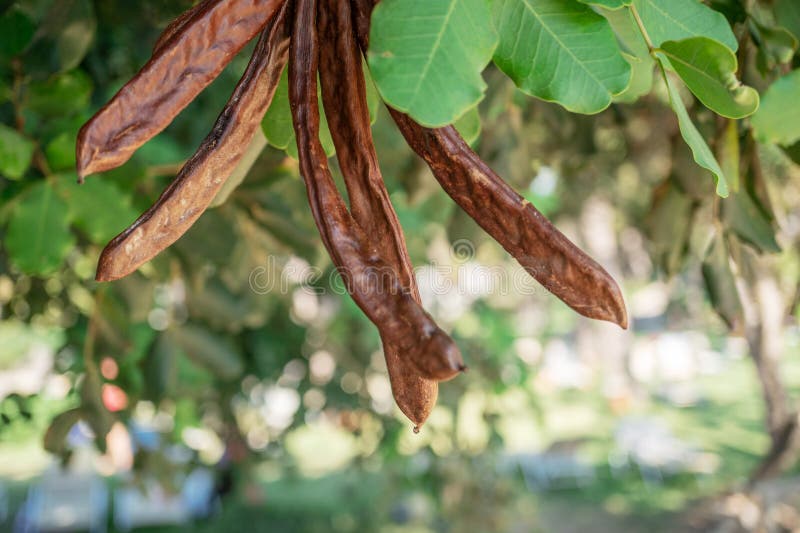 Carob Pods between Green Foliage on a Tree. Closeup Stock Photo - Image ...