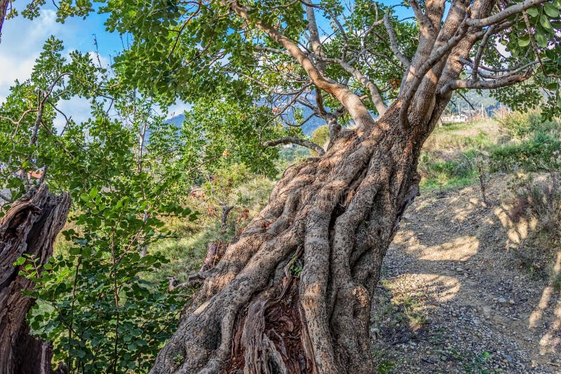 Carob tree branch stock image. Image of beautiful, bread - 82765329