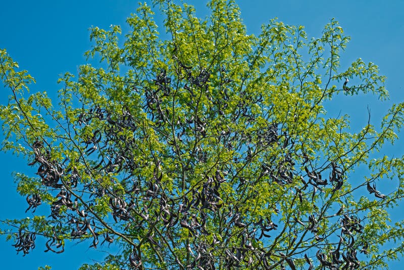 Carob tree with carobs stock photo. Image of cloudscape - 83531198