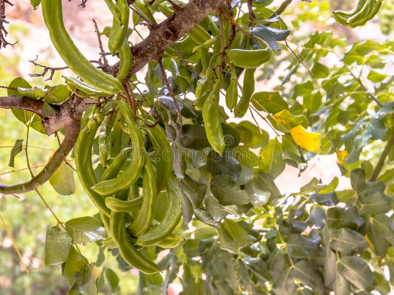Carob tree fruit on tree stock image. Image of leguminosae - 99604507