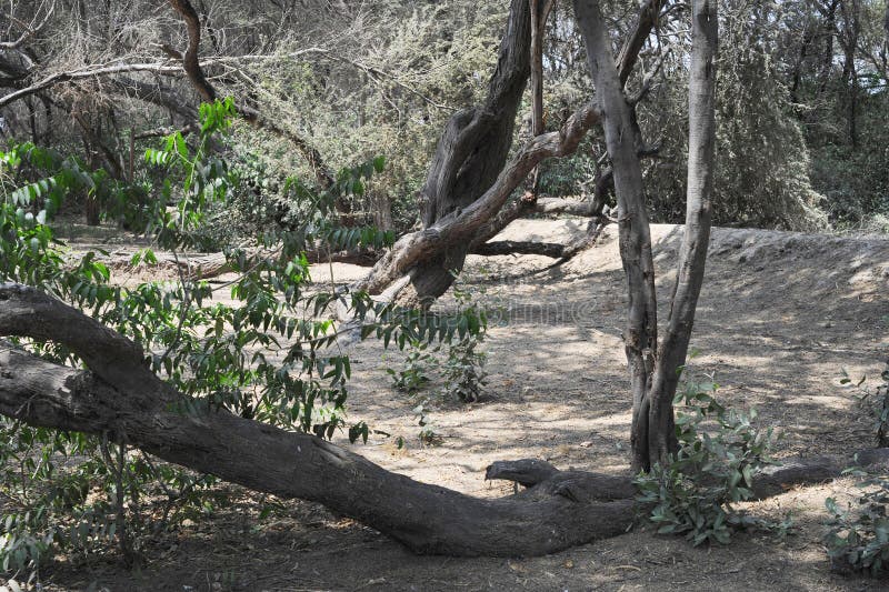 Agarrobo Tree Stock Photos - Free & Royalty-Free Stock Photos from ...