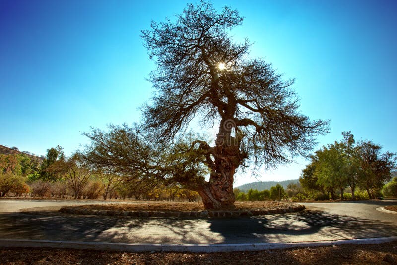 Old carob tree stock image. Image of carob, grass, branches - 12262641