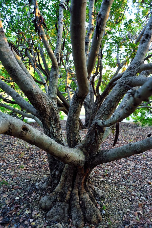 Carob Tree stock image. Image of plant, mediterranean - 76356743