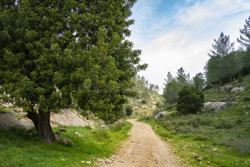 A Carob Tree by a Path in Israel Stock Photo - Image of mediterranean ...