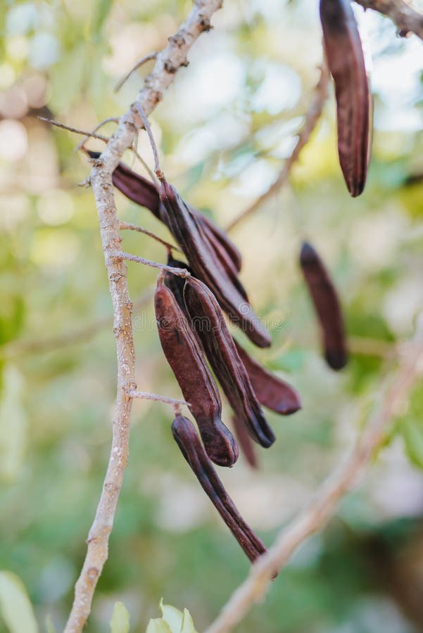 Carob Tree or Ceratonia Siliqua Small Young Plant in Flower Pot Stock ...