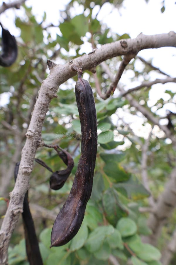 Carob tree pods stock image. Image of mature, beans - 355106951