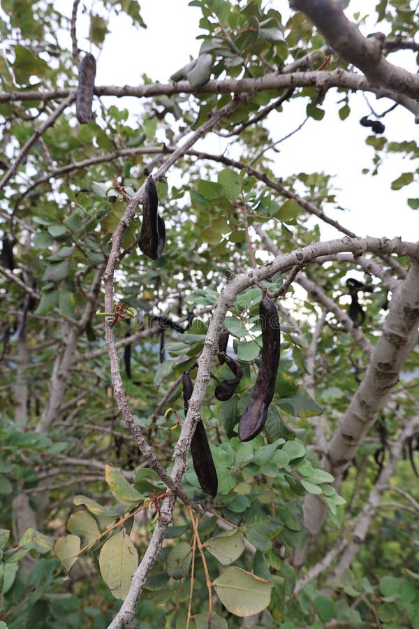 Carob tree pods stock image. Image of eating, ingredient - 355108327