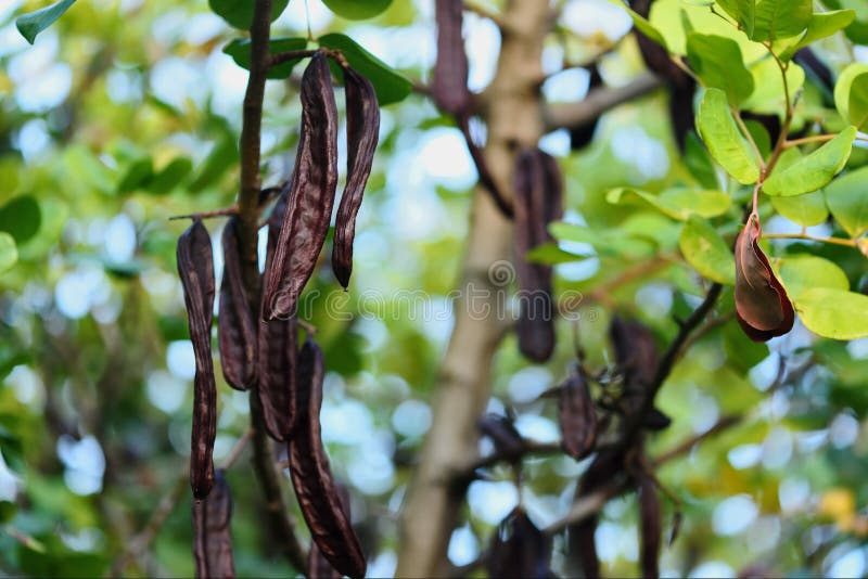 Carob Tree stock photo. Image of sunshine, healthy, ingredient - 76356862