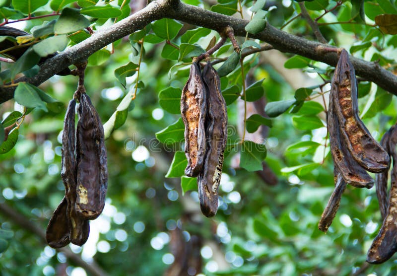 Carob tree stock image. Image of plant, meal, ingredient - 45234525