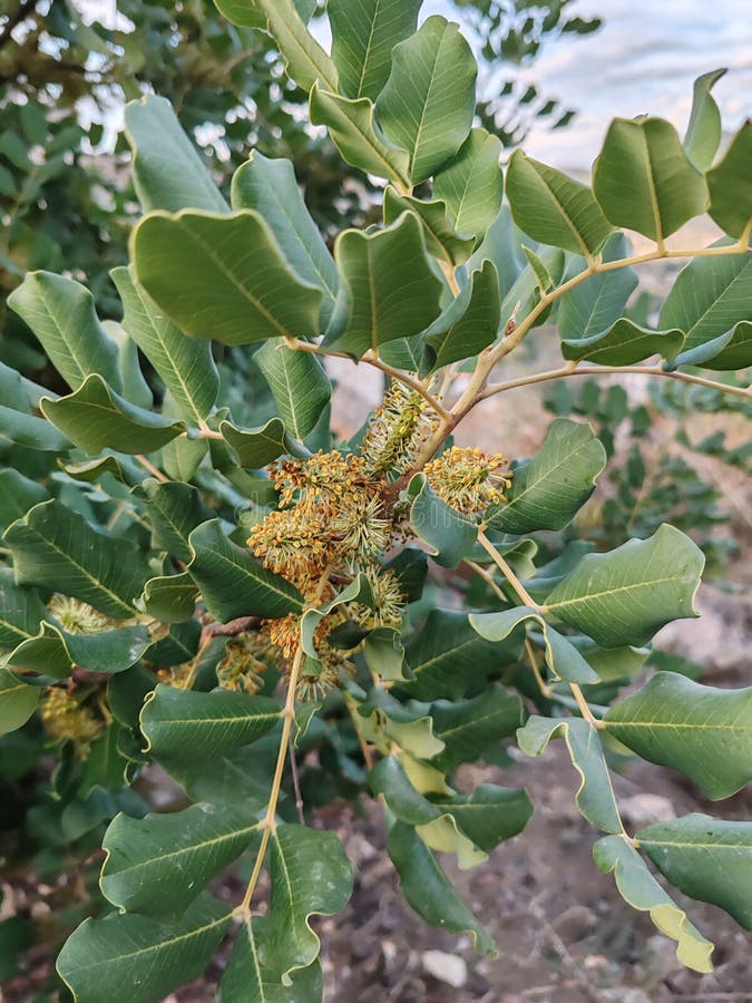 Carob Tree a Type of Ceratonia Also Known As Locust Bean or St John ...