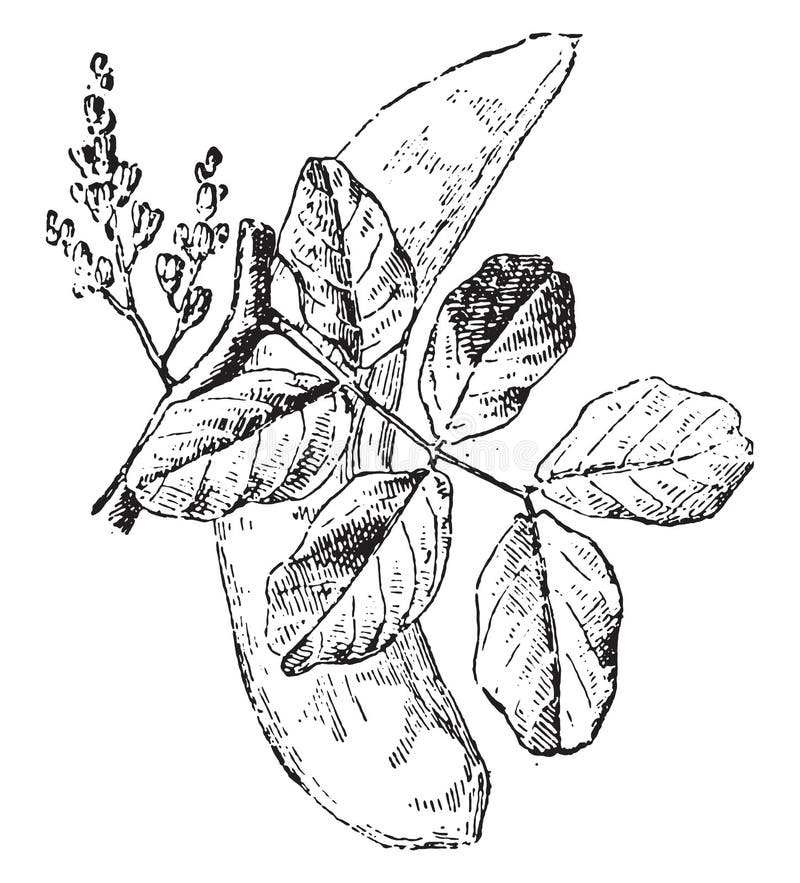 Carob Tree Stock Illustrations – 173 Carob Tree Stock Illustrations ...