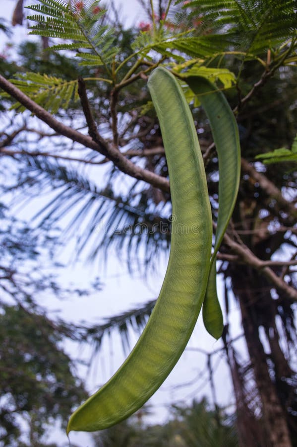 Carob stock image. Image of spring, healthy, carob, plant - 43436709