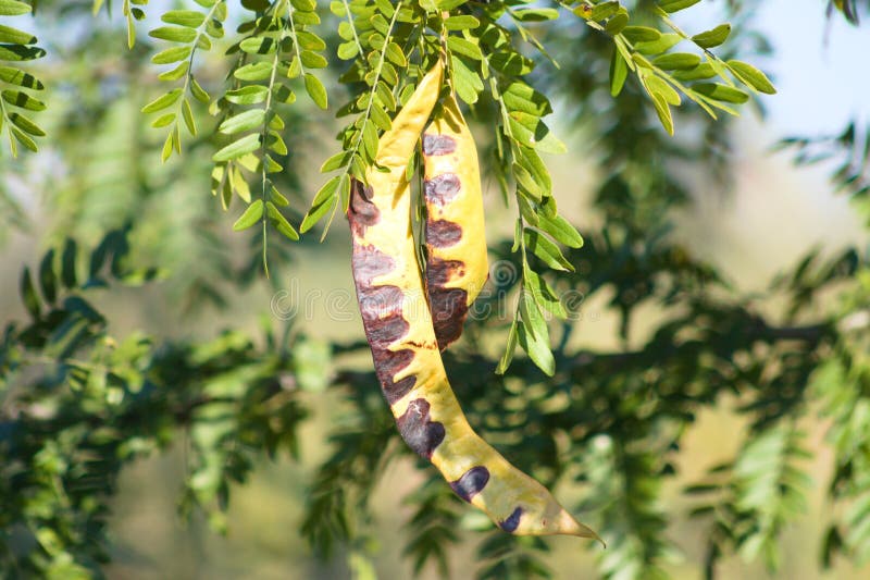 609 Carob Tree Leaves Stock Photos - Free & Royalty-Free Stock Photos ...